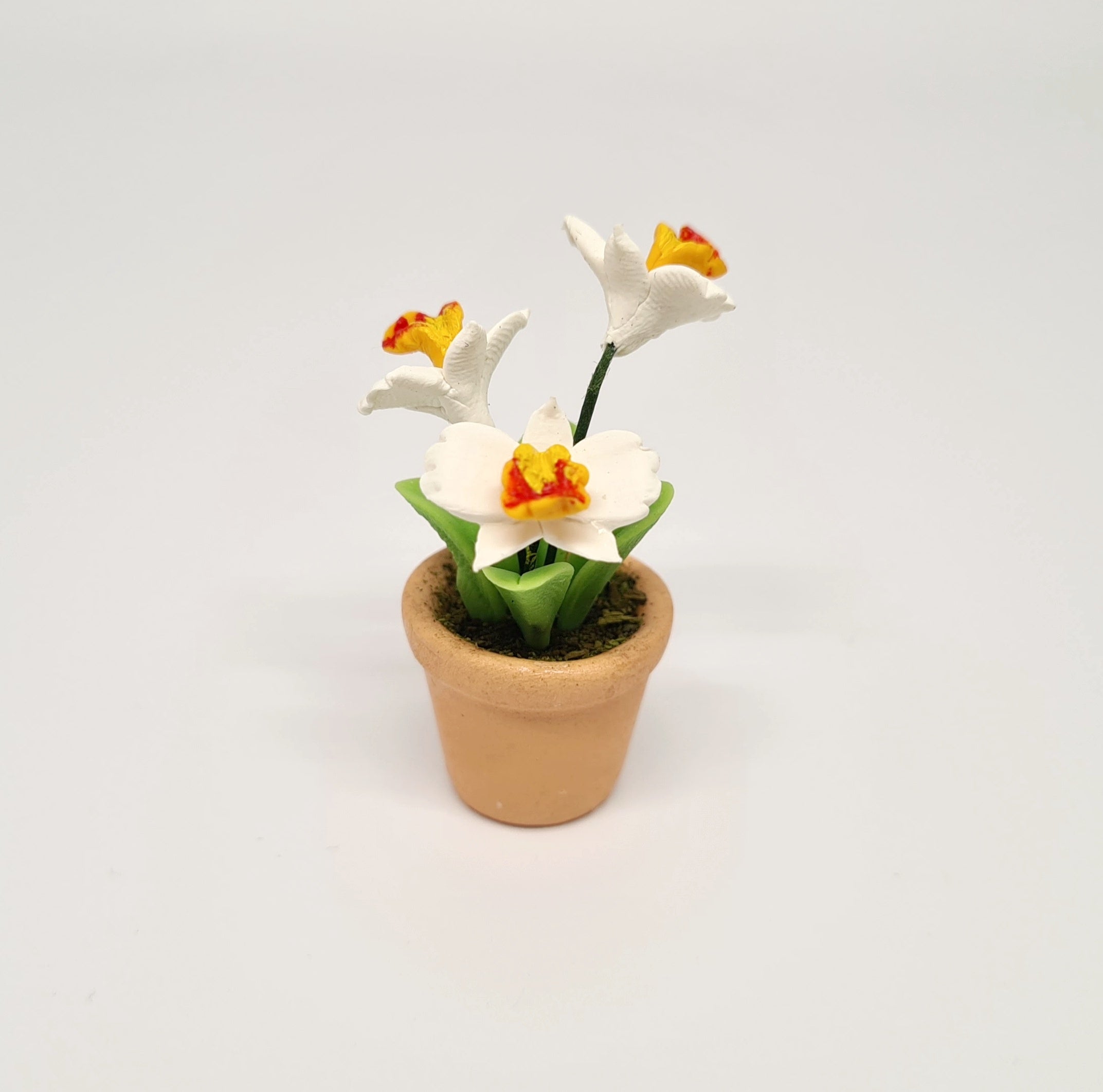 Plants and Flowers – Izzy's Wonders